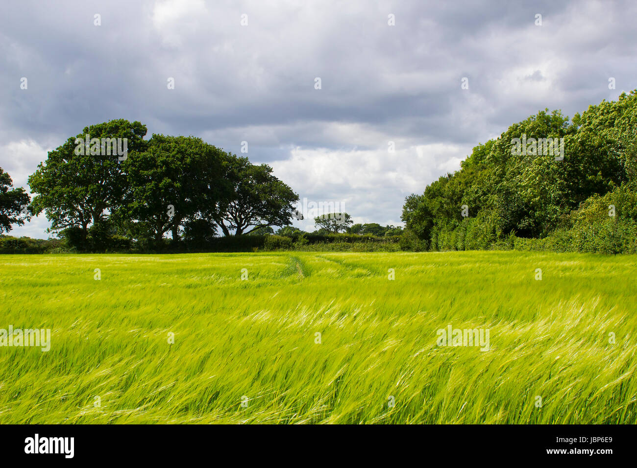 A field of golden barley in early June on a farm in Titchfield in ...
