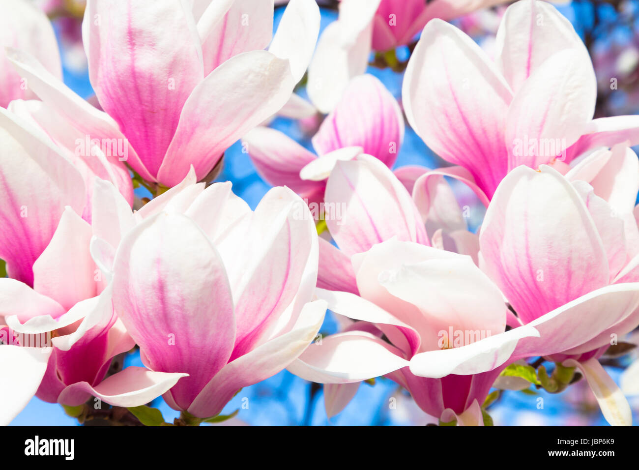 Beautiful magnolia tree blossom in spring time Stock Photo - Alamy
