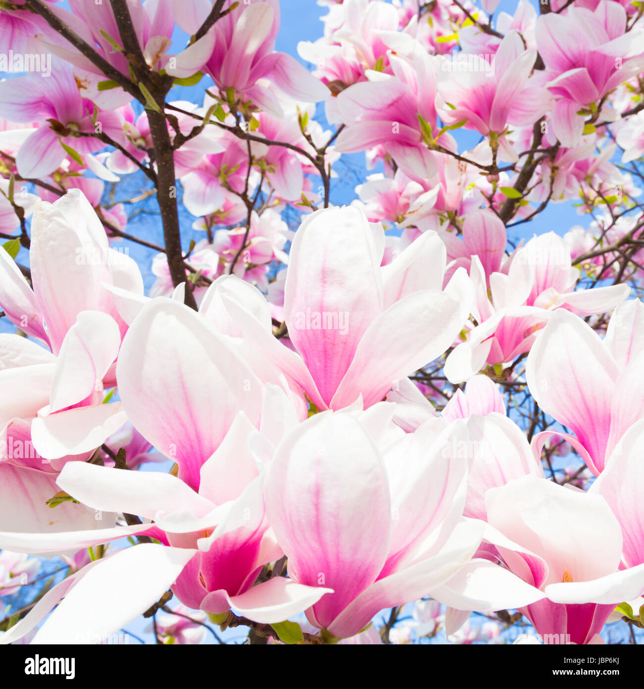 Beautiful magnolia tree blossom in spring time Stock Photo - Alamy