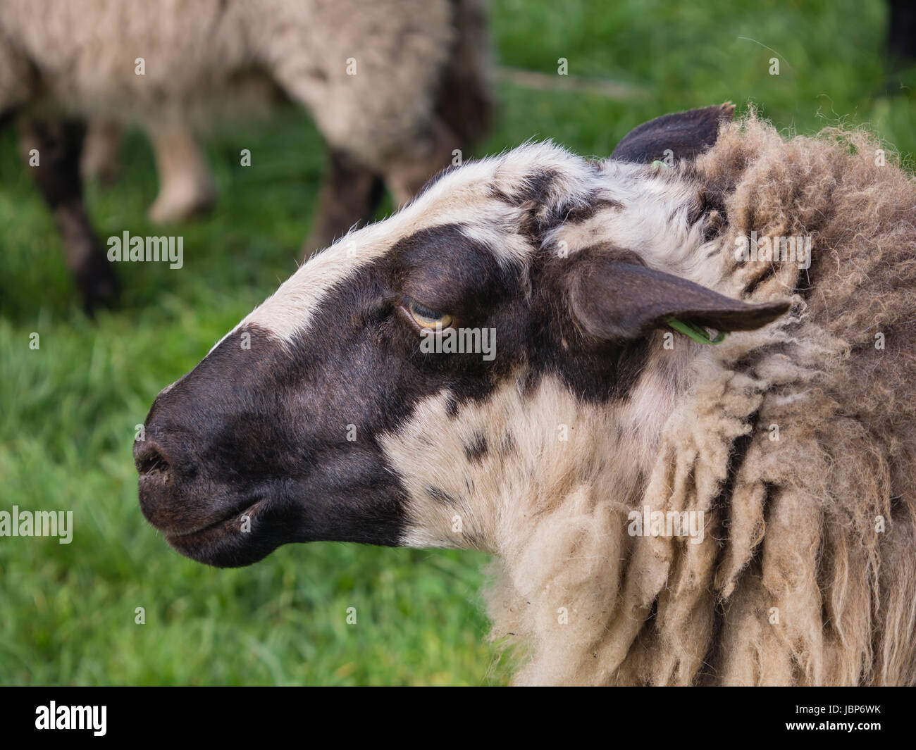 Speckled sheep hi-res stock photography and images - Alamy