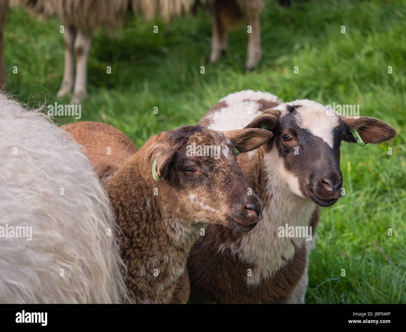 Two little lambs stand close together in a field Stock Photo - Alamy