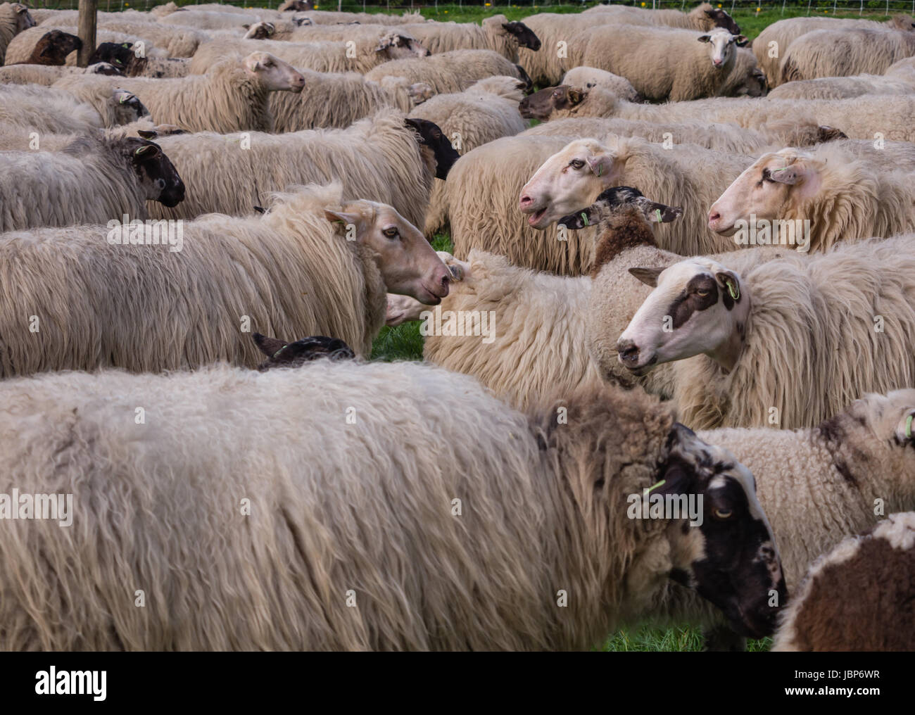 A herd of sheep in a park in a suburban area Stock Photo - Alamy