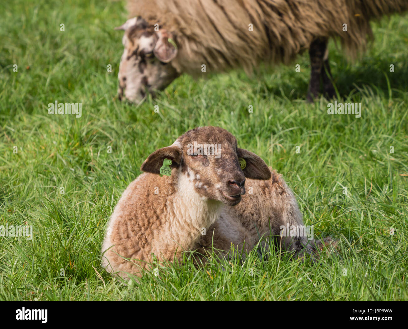 Young light brown colored lamb lying in the grass with his mother close ...