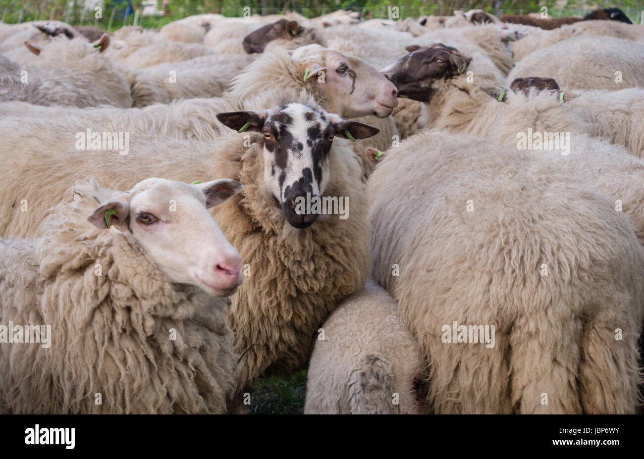 Herd of sheep of mixed breed in a park Stock Photo - Alamy