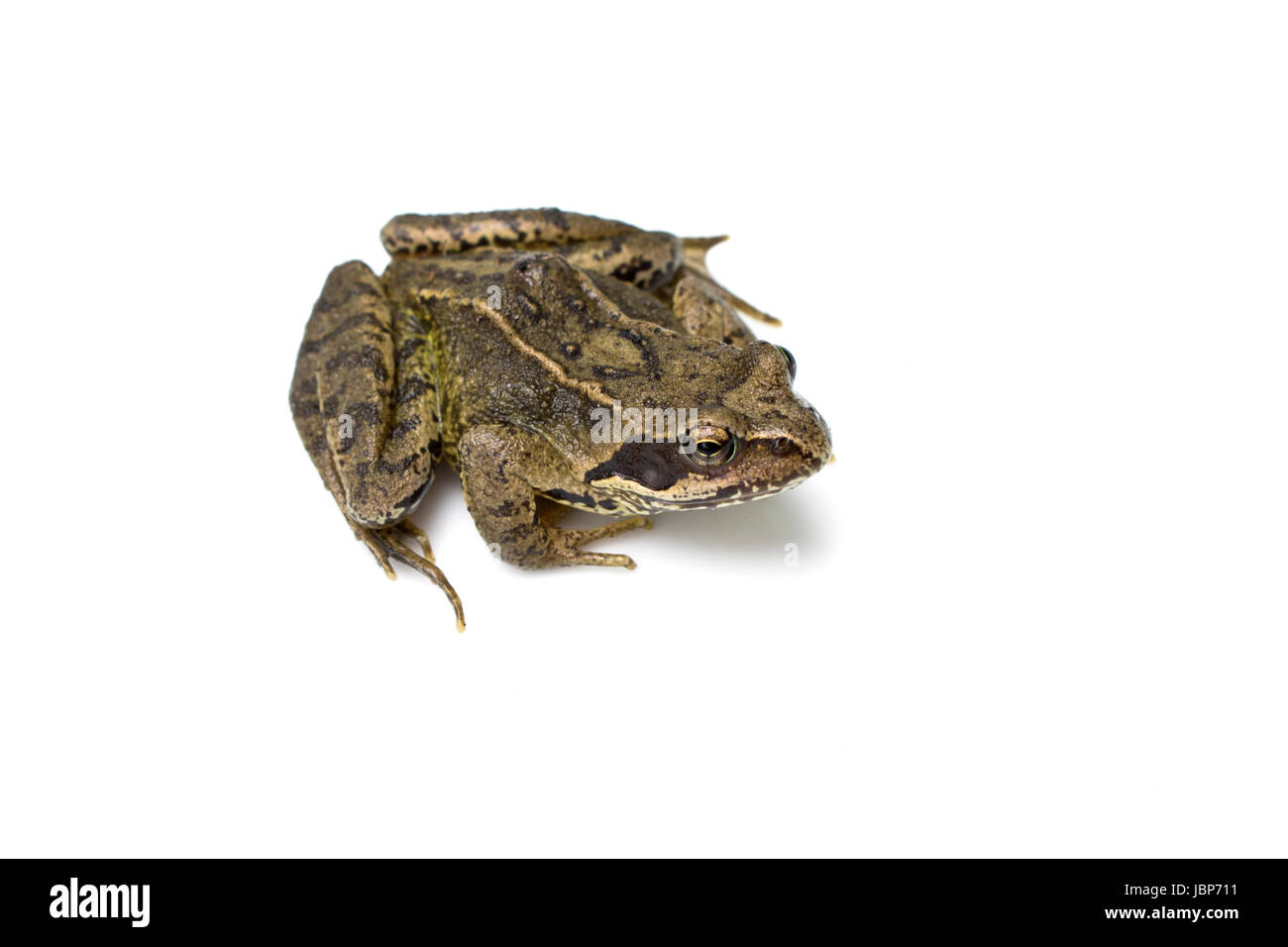 Common English Wild Frog on White Background Stock Photo - Alamy