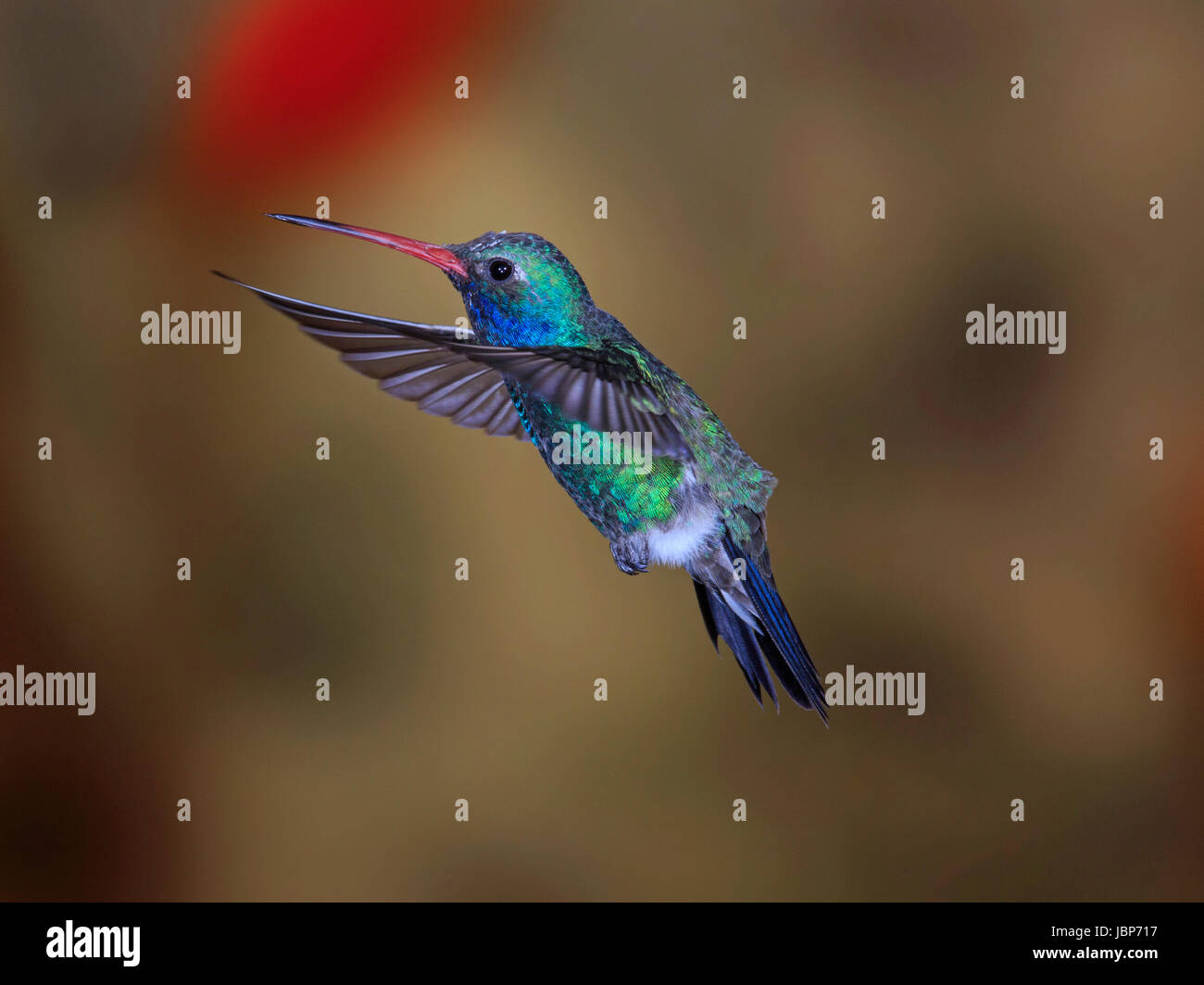 Broad-billed Hummingbird (Cynanthus latirostris Stock Photo - Alamy
