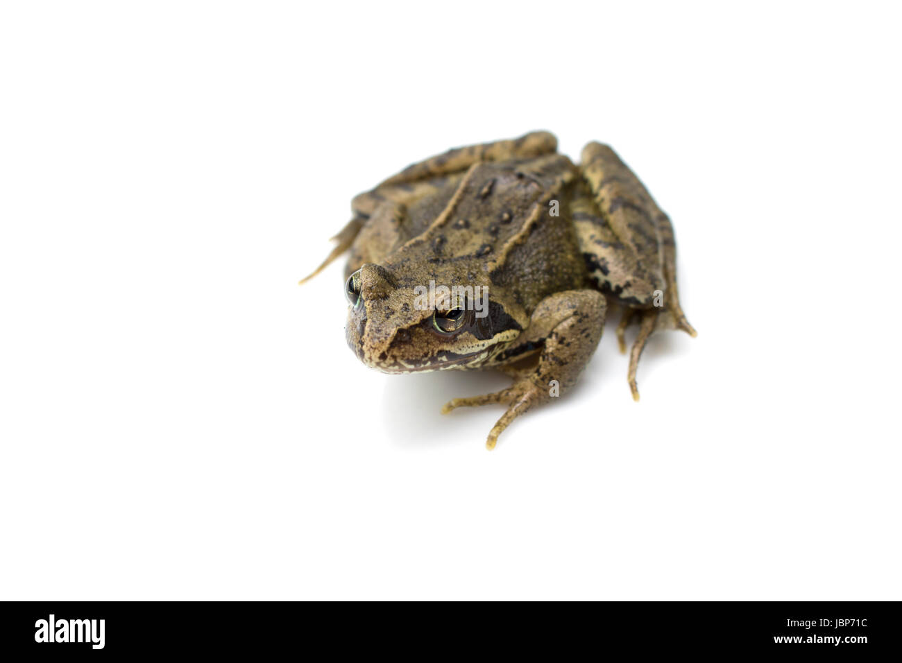 Common English Wild Frog on White Background Stock Photo - Alamy