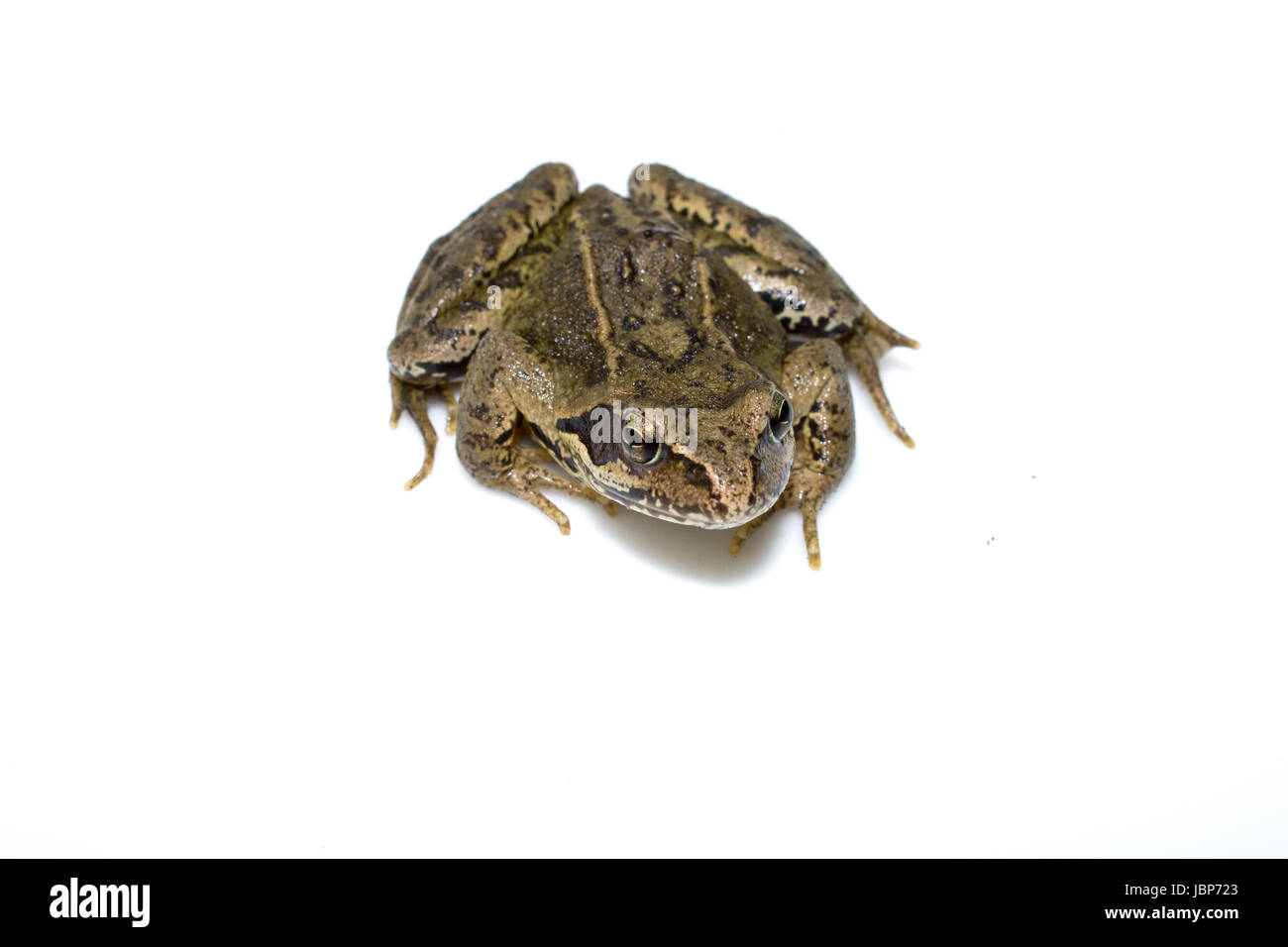 Common English Wild Frog on White Background Stock Photo - Alamy