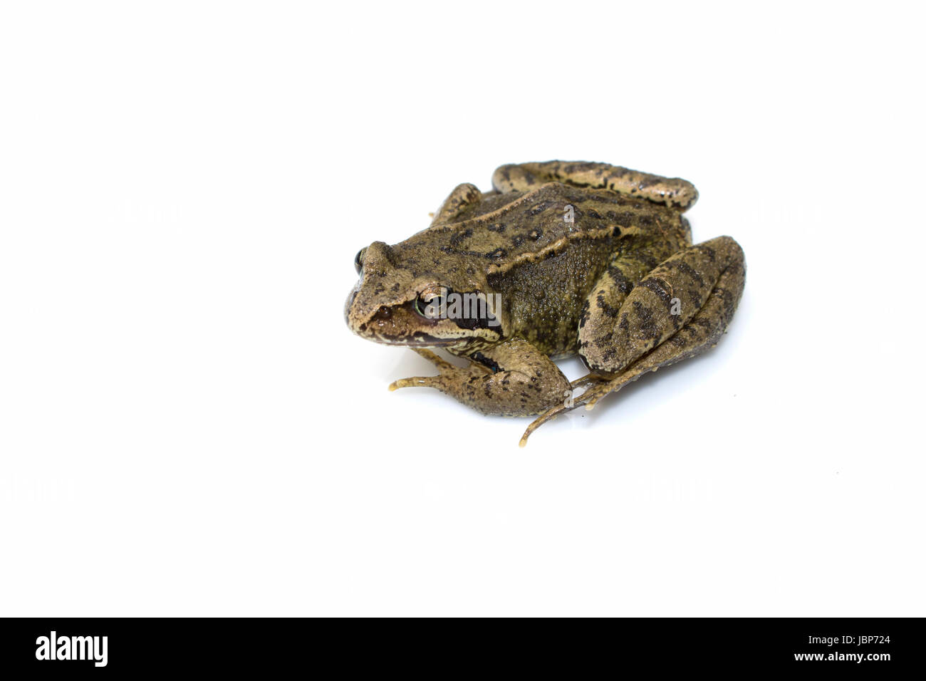 Common English Wild Frog on White Background Stock Photo - Alamy