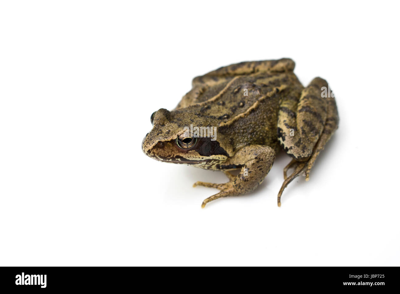 Common English Wild Frog on White Background Stock Photo - Alamy
