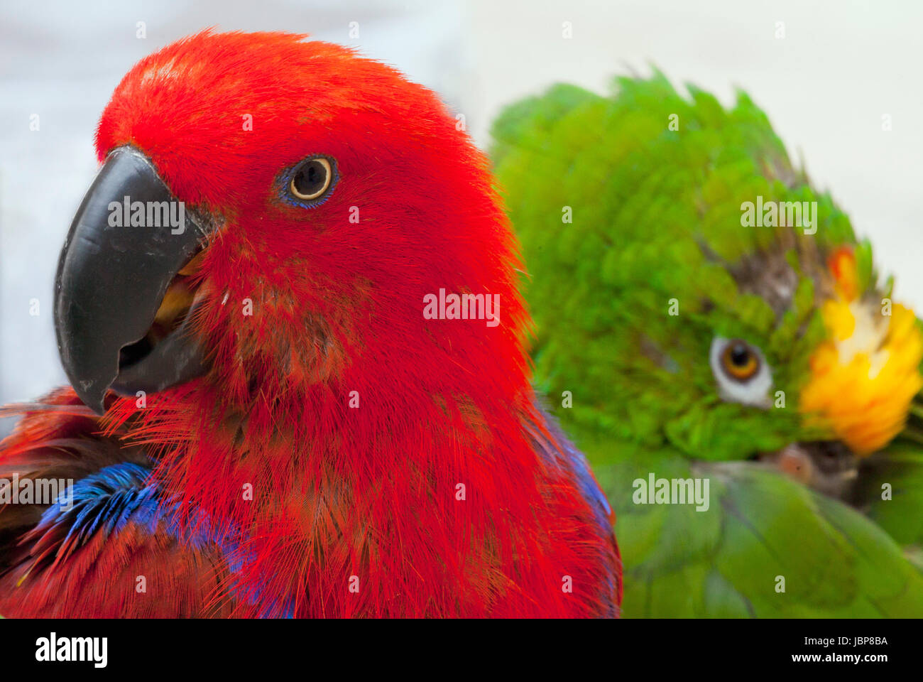 Colourful parrots hi-res stock photography and images - Alamy
