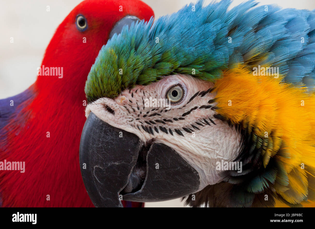 Colourful parrots hi-res stock photography and images - Alamy