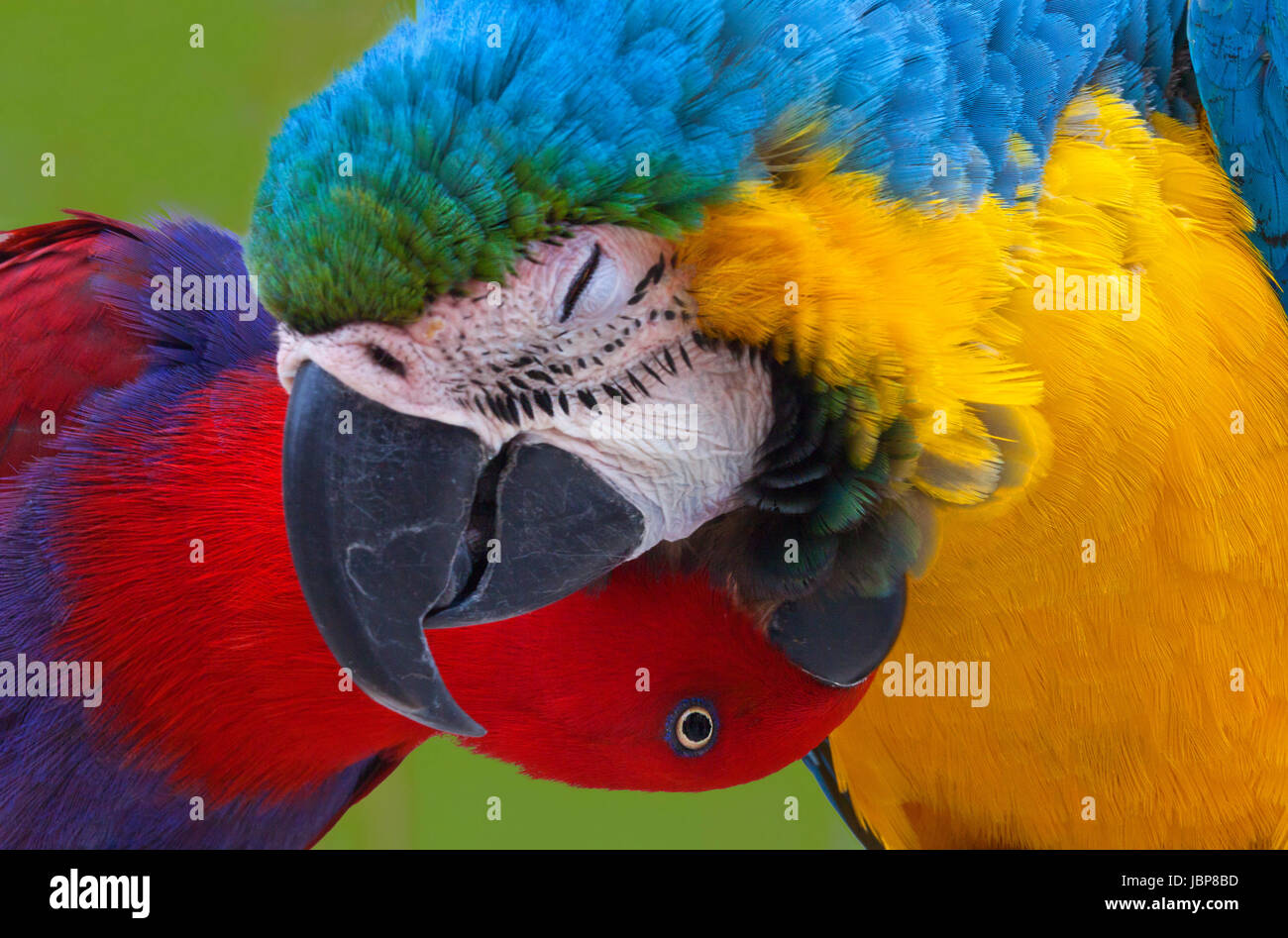 Colourful parrots hi-res stock photography and images - Alamy