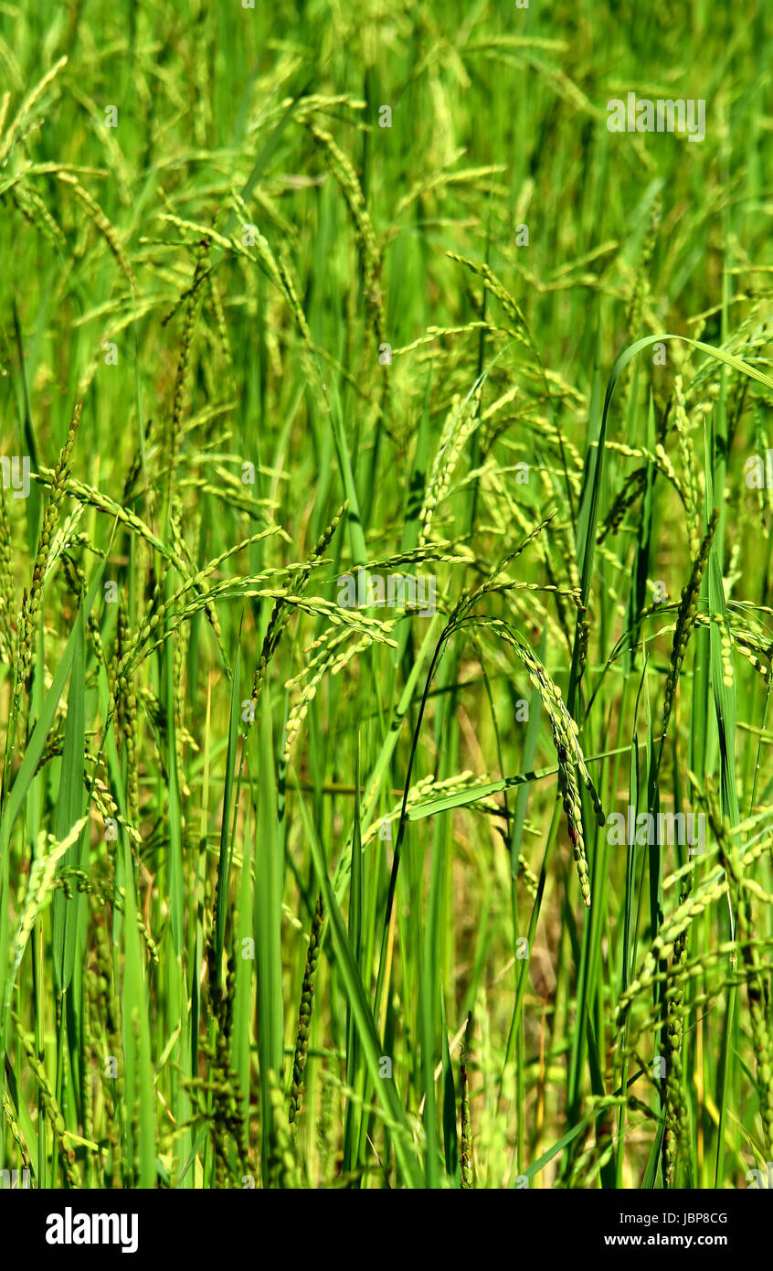 Green rice field texture wallpaper, Nepal Stock Photo - Alamy