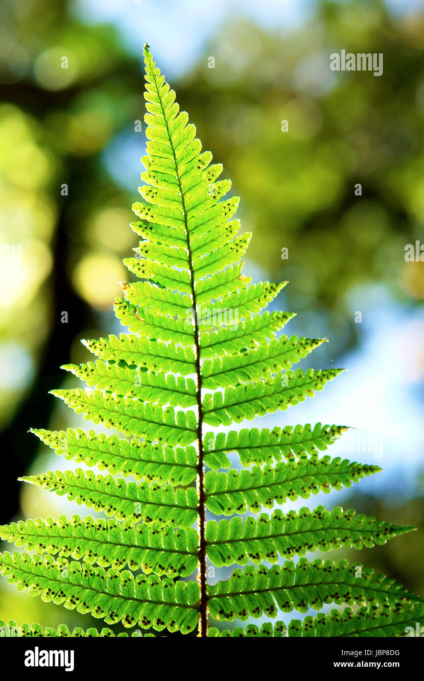 Fern leaf pattern detail Stock Photo - Alamy