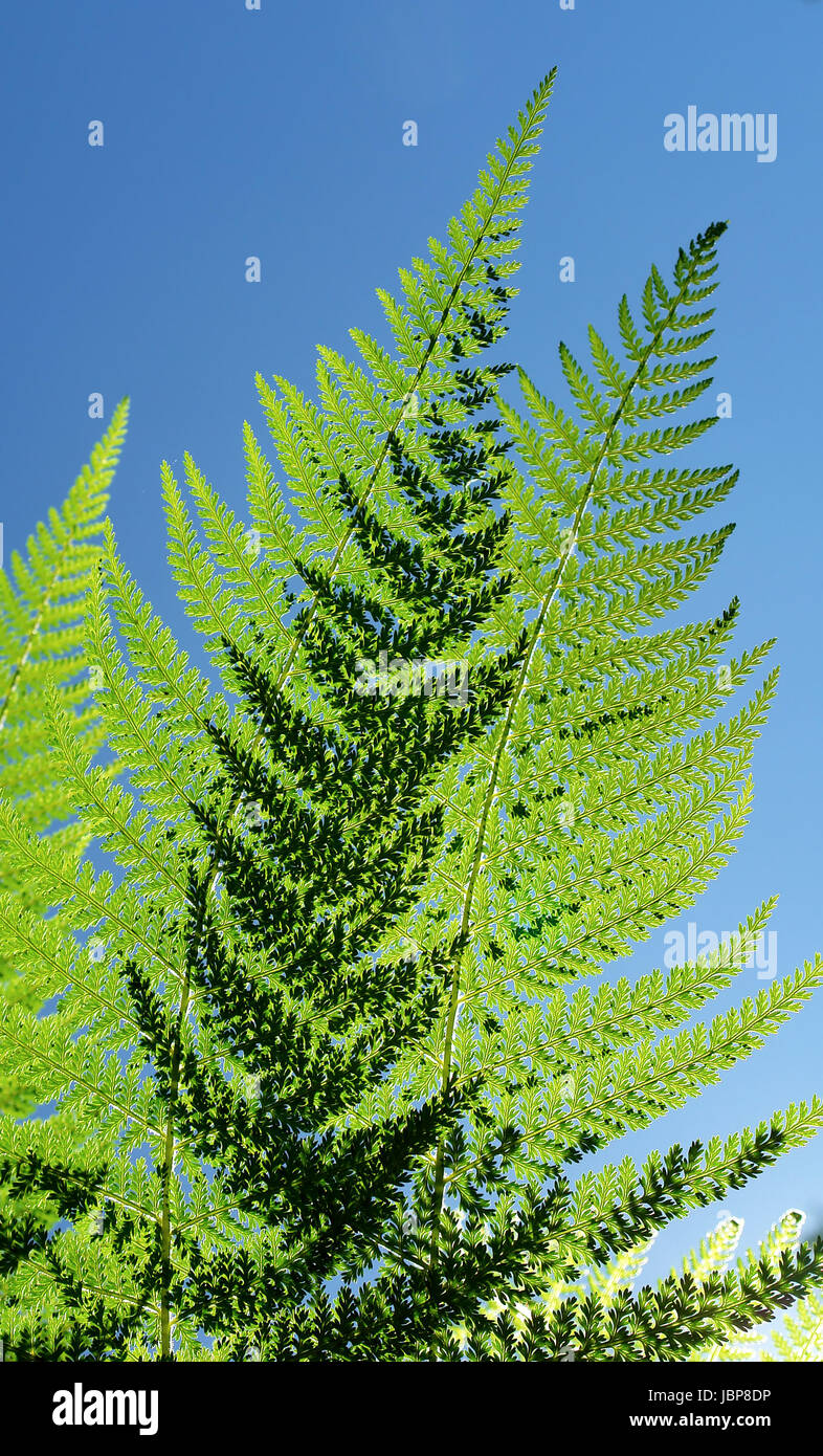 Fern leaf pattern detail Stock Photo - Alamy
