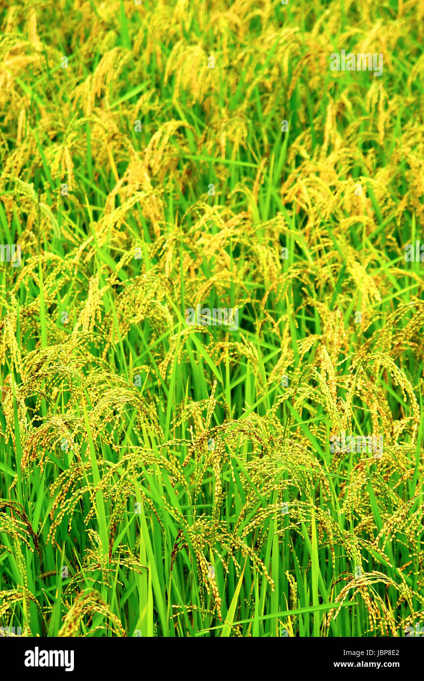 Green rice field texture wallpaper, Nepal Stock Photo - Alamy