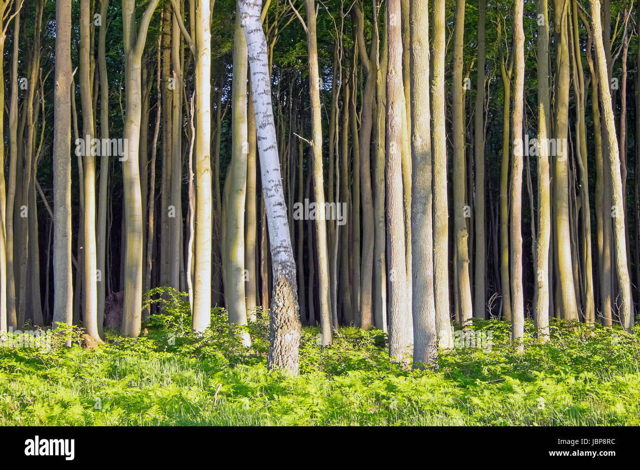 Buchwald High Resolution Stock Photography and Images - Alamy