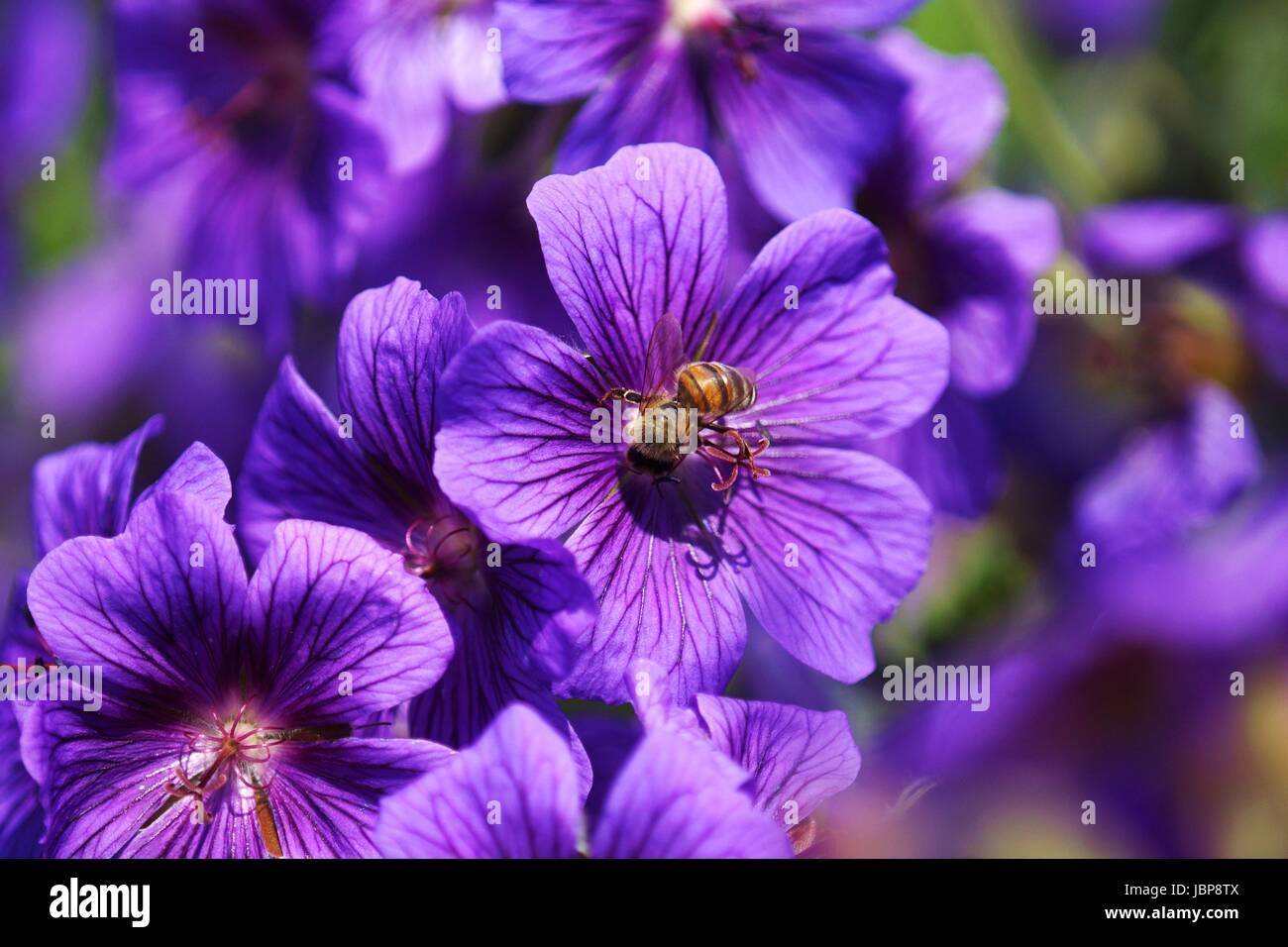 bee in blue mallow Stock Photo - Alamy