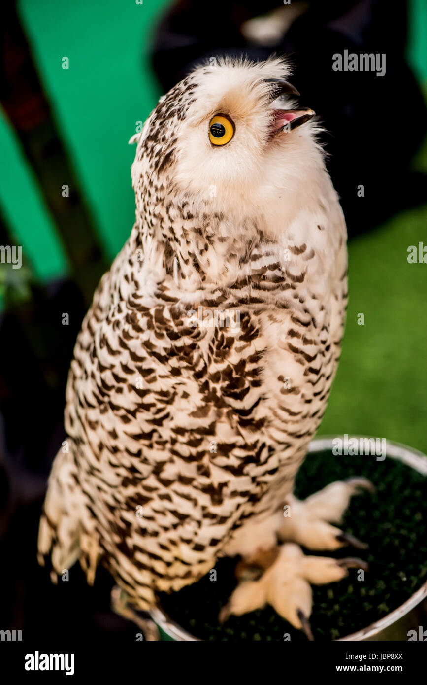 owl, night bird in the forest Stock Photo - Alamy