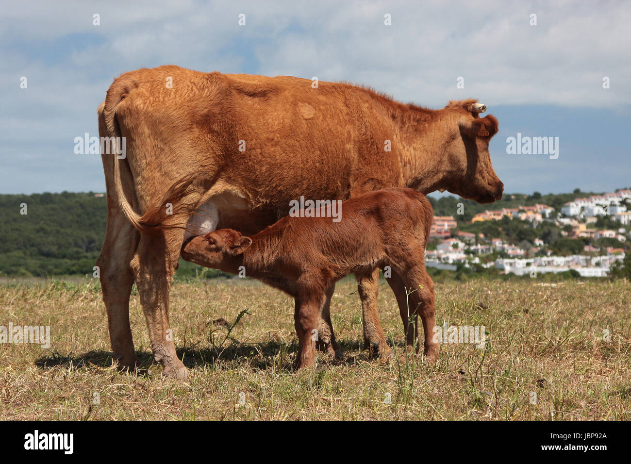 mother cow in menorca Stock Photo - Alamy