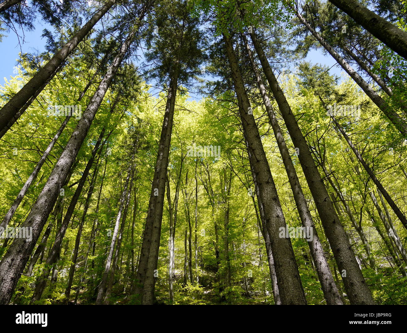 Higher leaves hi-res stock photography and images - Alamy