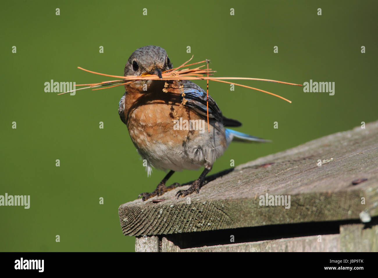 Female Eastern Bluebird (Sialia sialis) with nesting material Stock ...