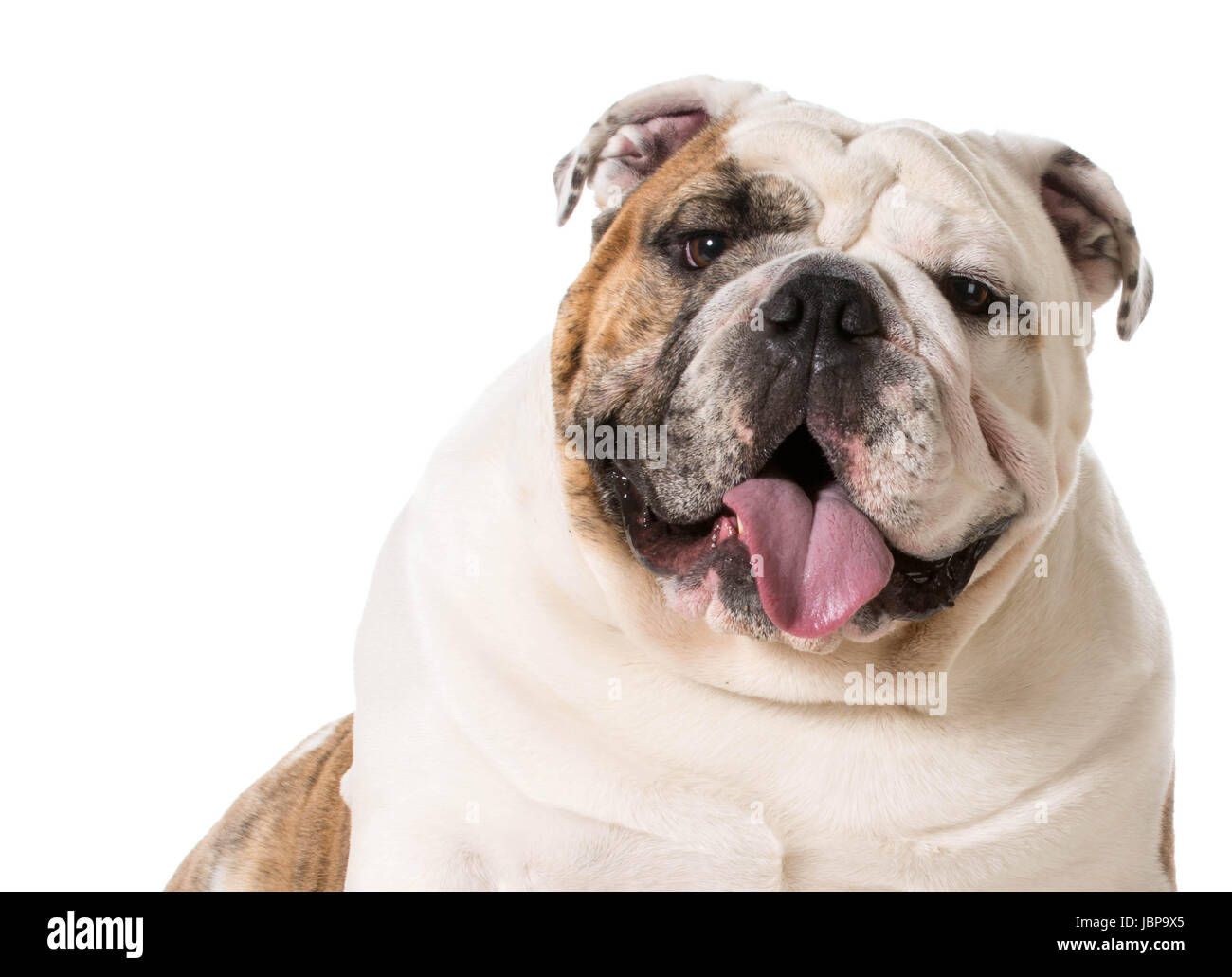 Dog panting english bulldog tongue hi-res stock photography and images ...