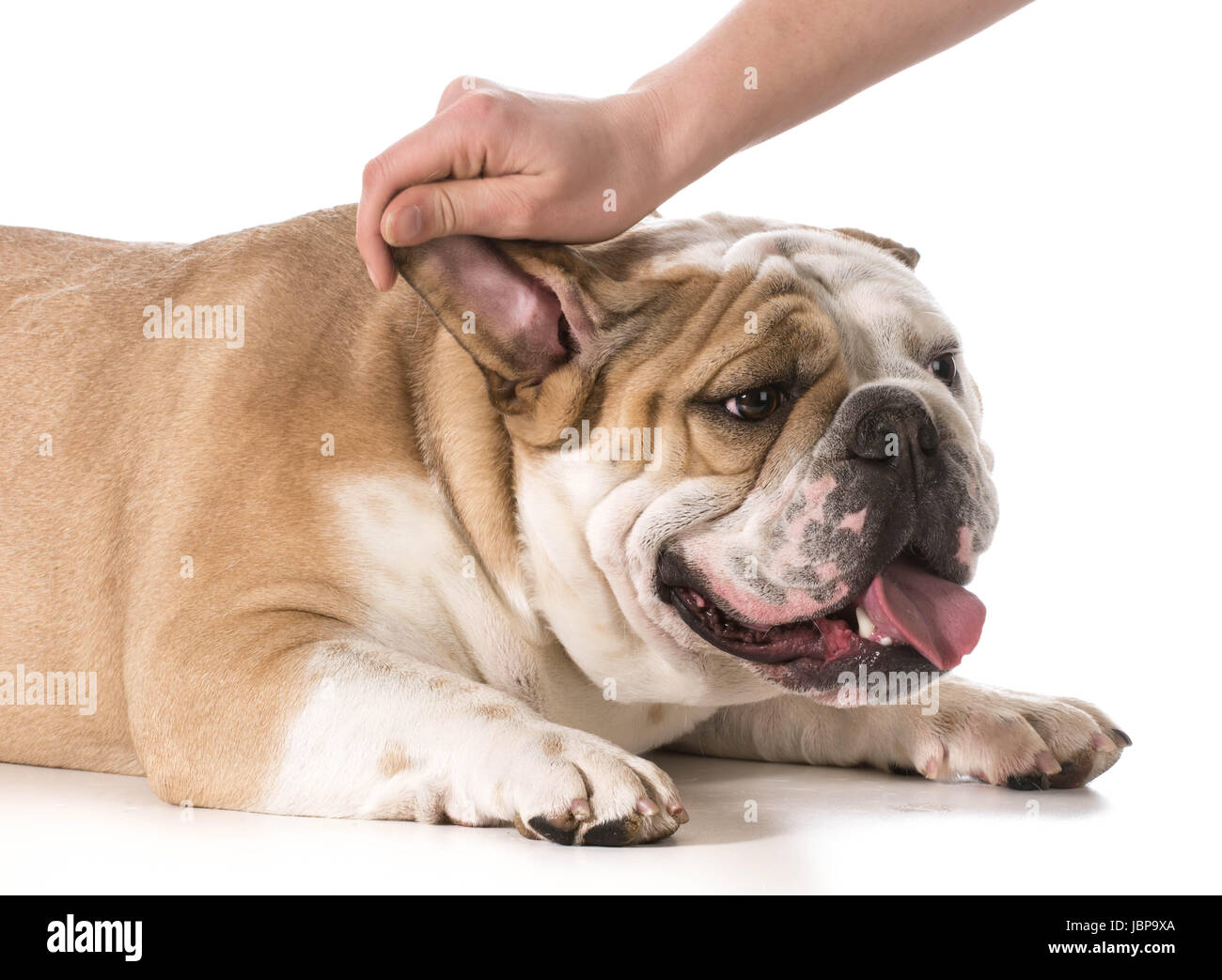hand petting an english bulldog on white background Stock Photo - Alamy