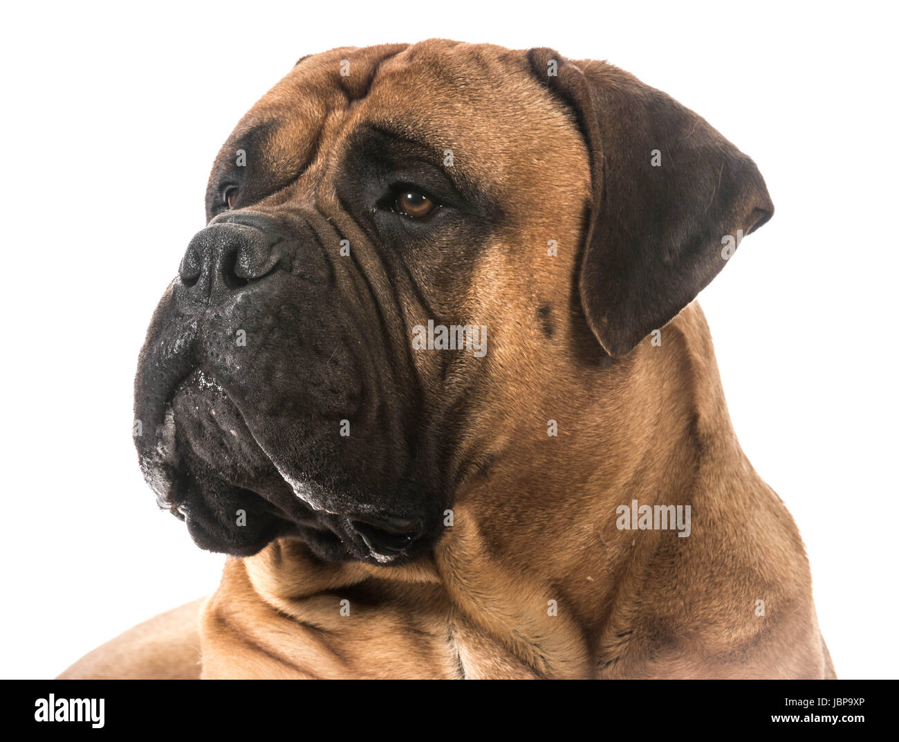 bullmastiff drooling on white background Stock Photo - Alamy