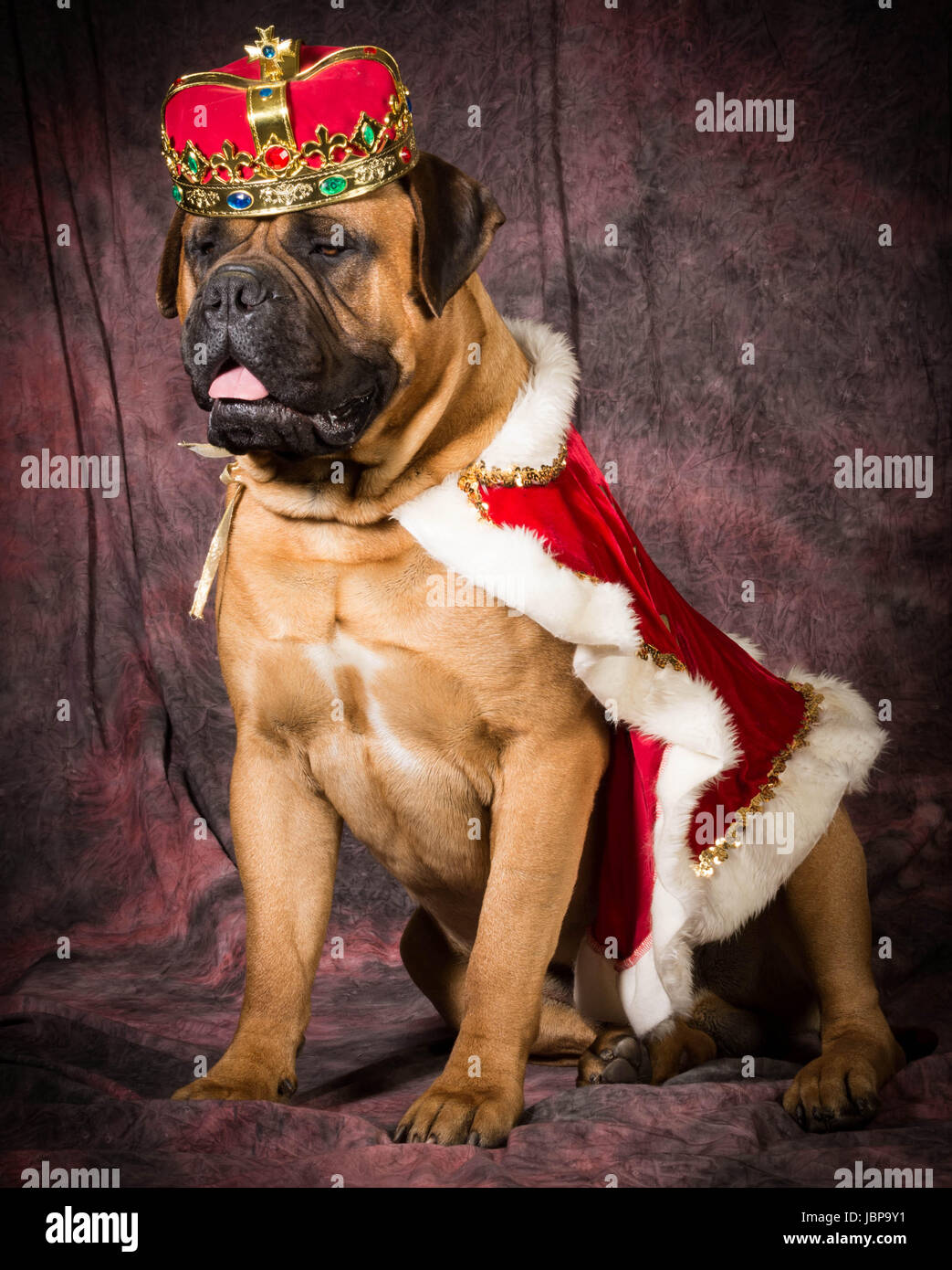 spoiled bullmastiff wearing king costume on purple background Stock ...