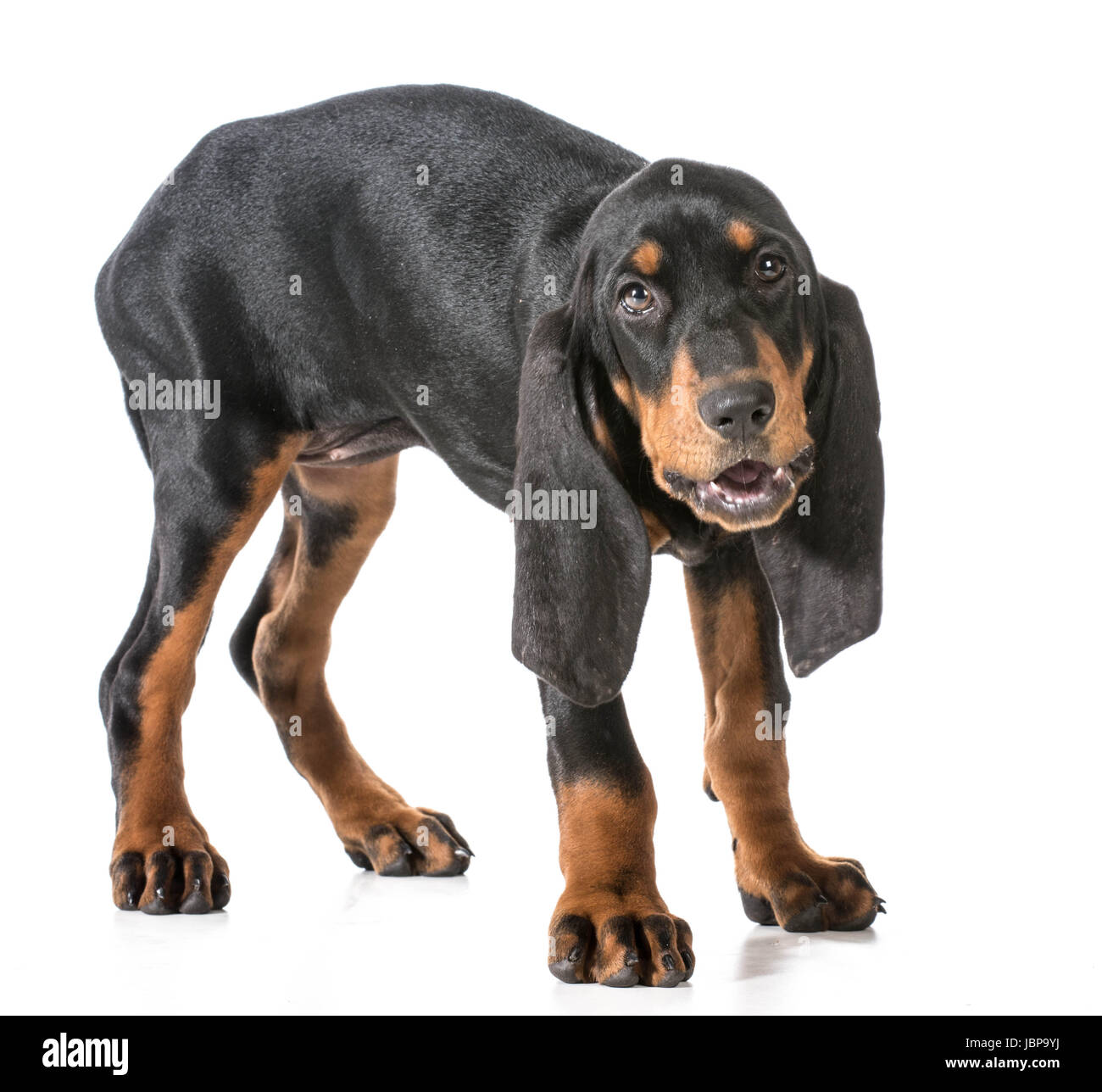 black and tan coonhound barking on white background Stock Photo - Alamy