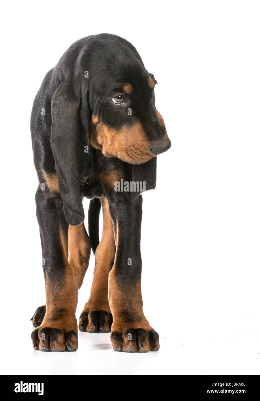 cute puppy - black and tan coonhound standing on white background Stock ...