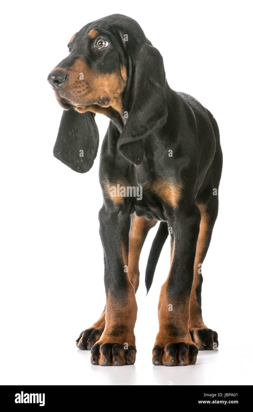 cute puppy - black and tan coonhound standing on white background Stock ...