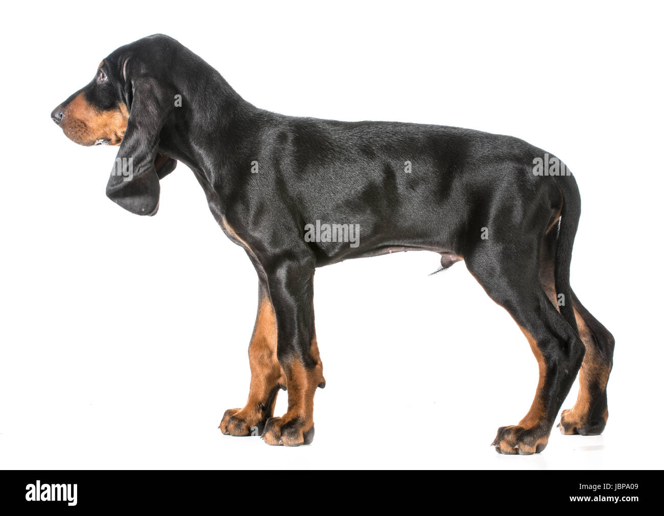black and tan coonhound sstanding on white background Stock Photo - Alamy