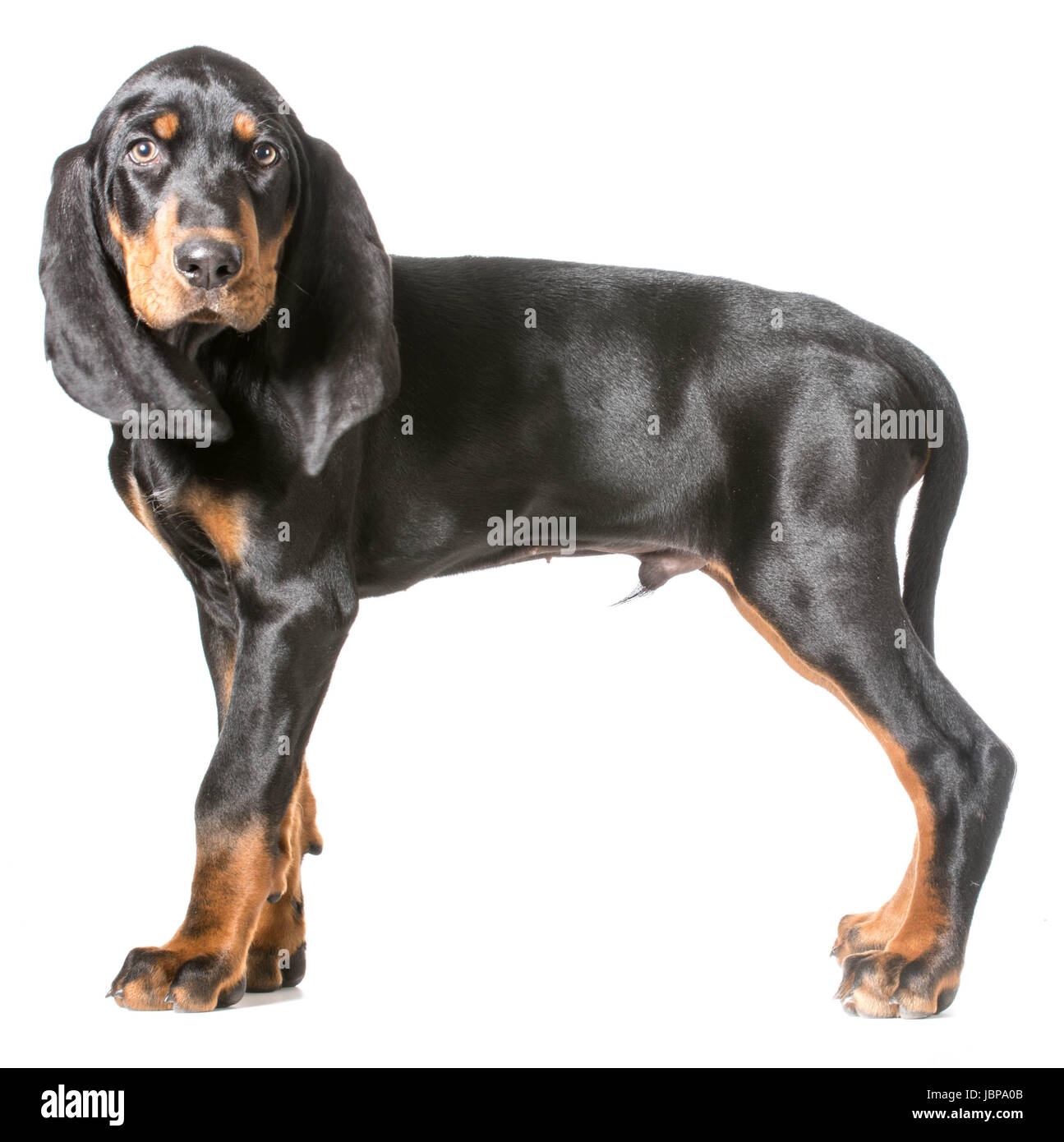 cute puppy - black and tan coonhound standing on white background Stock ...