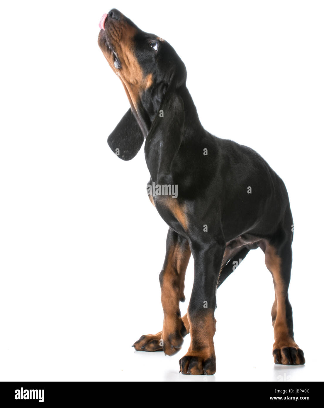 cute puppy - black and tan coonhound standing looking up on white ...