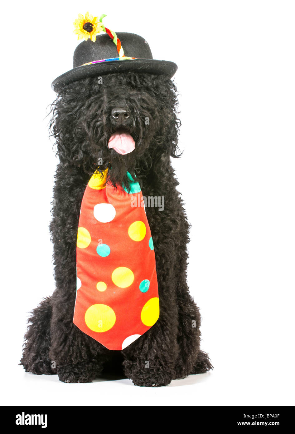 Dog Clown High Resolution Stock Photography and Images - Alamy