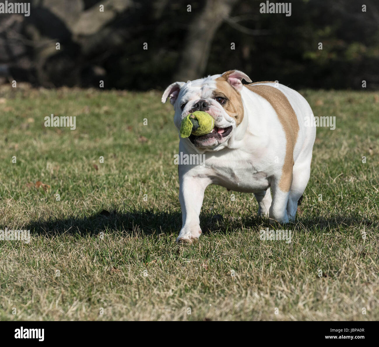 English bulldog playing catch tennis hi-res stock photography and ...