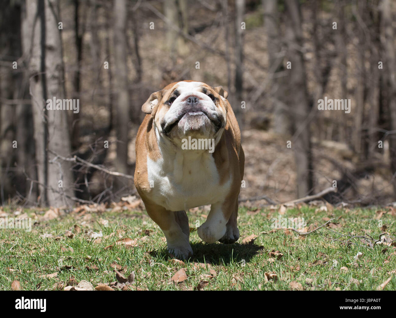 english bulldog running in the grass Stock Photo - Alamy