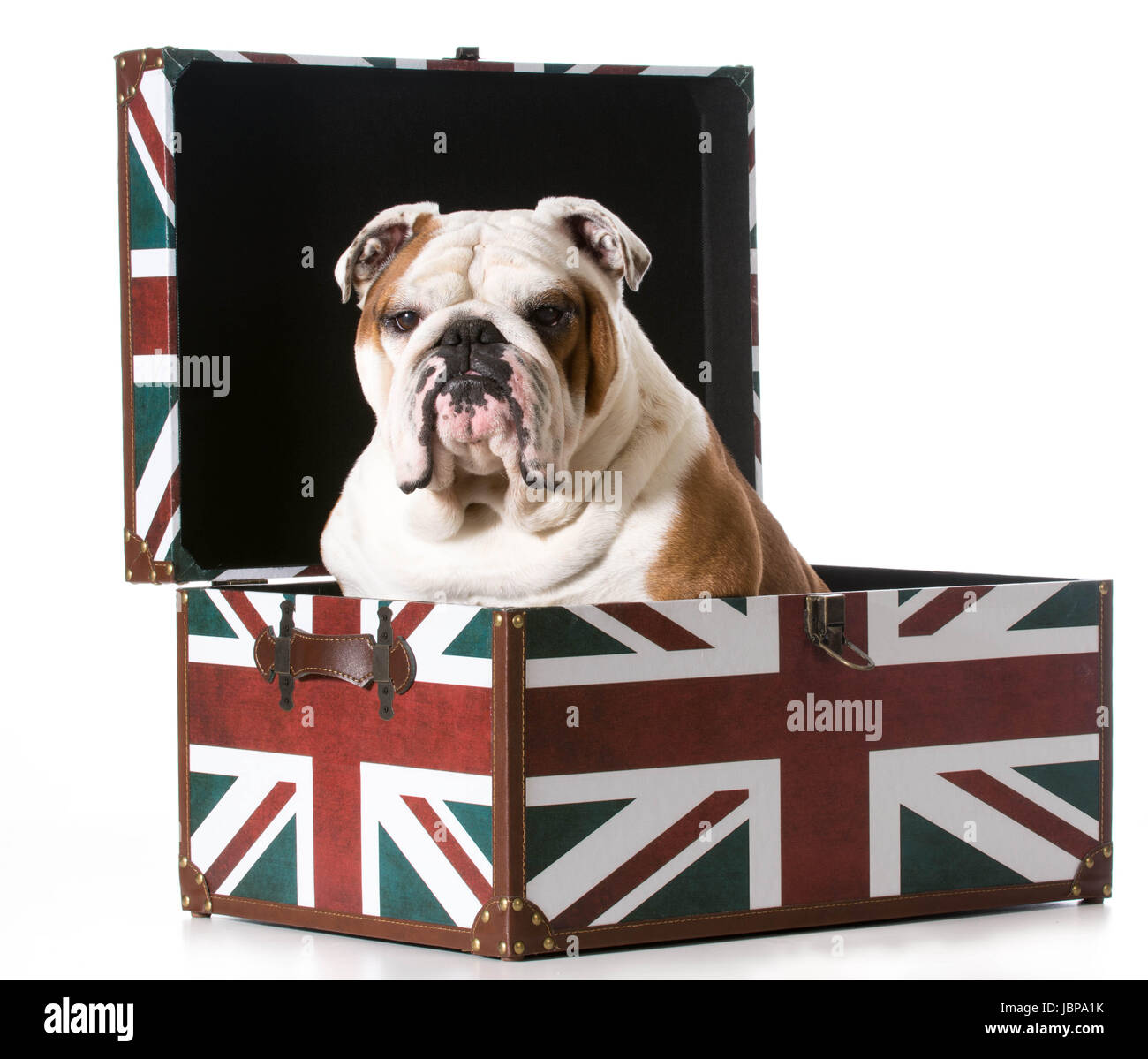 english bulldog sitting inside a british flag trunk Stock Photo - Alamy