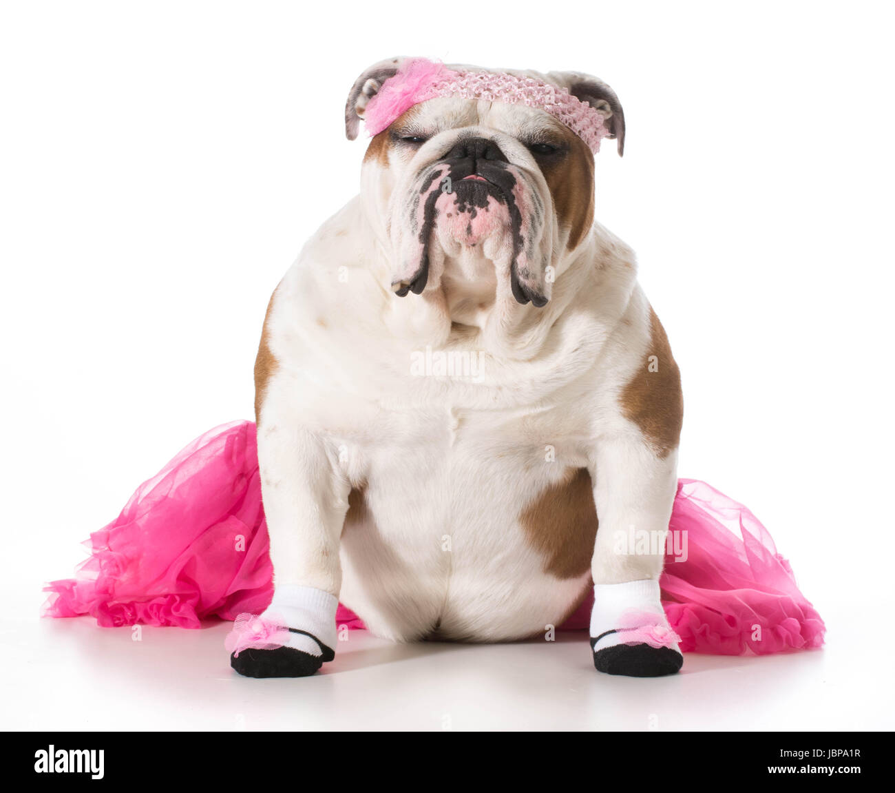 dog wearing ballerina costume isolated on white background - english ...