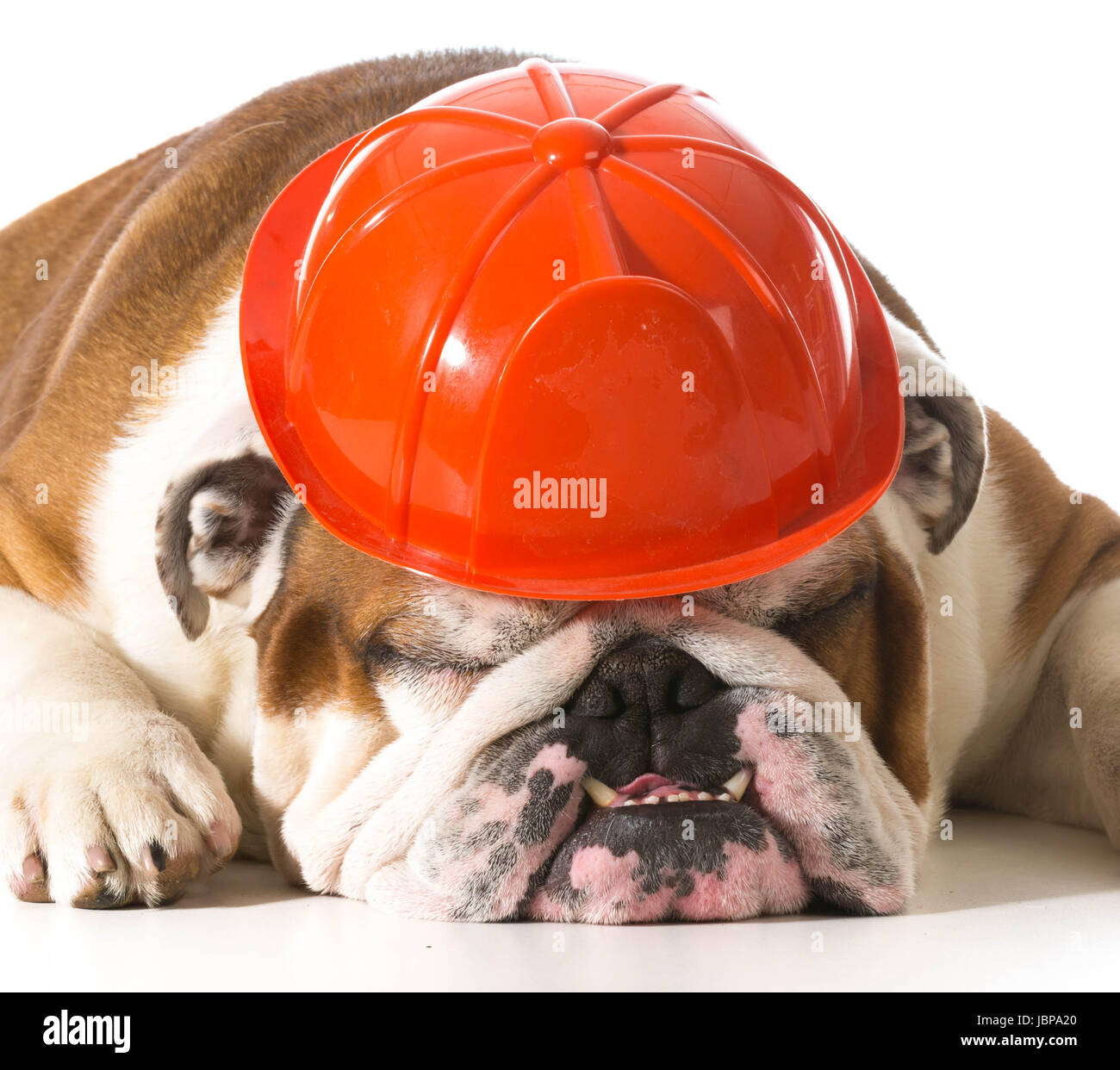 english bulldog wearing fireman hat on white background Stock Photo - Alamy
