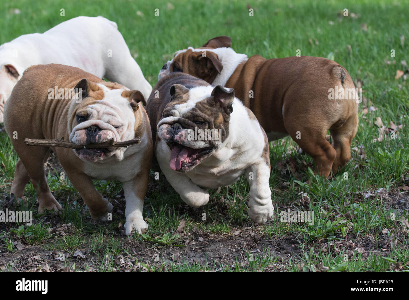 four english bulldogs playing outside in the grass Stock Photo - Alamy