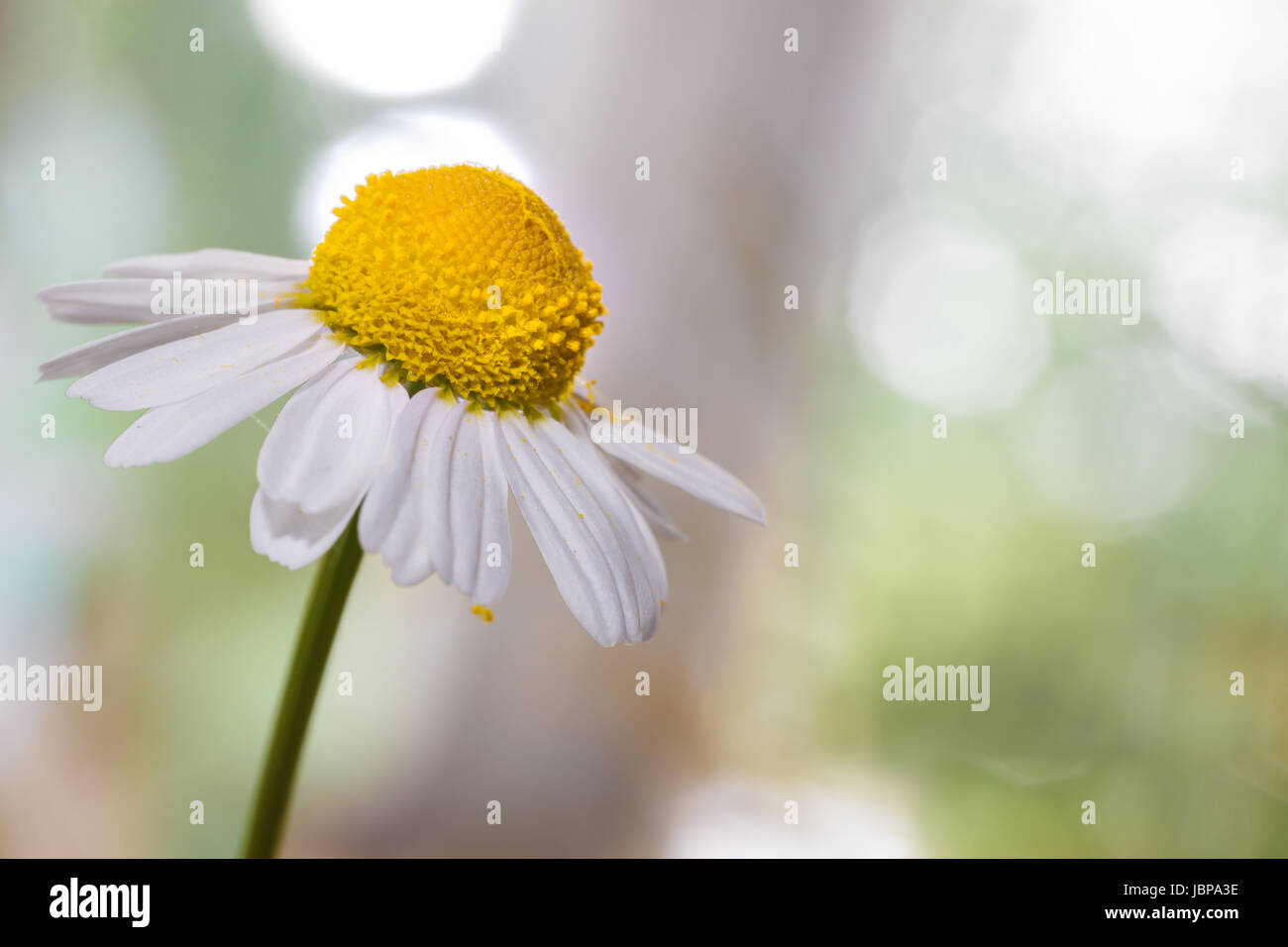 Botany medicinal gardens hi-res stock photography and images - Alamy