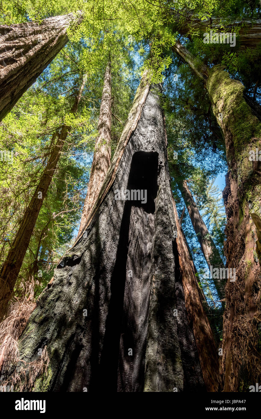 Burnt redwood tree trunk hi-res stock photography and images - Alamy