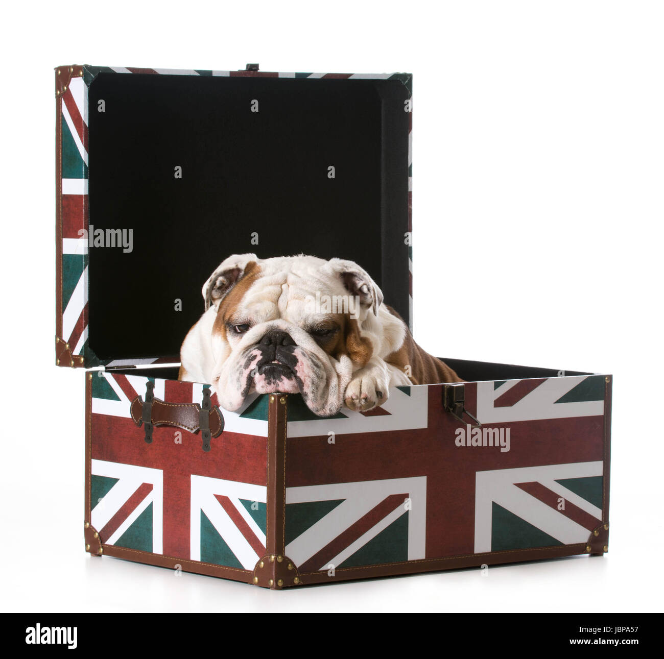 english bulldog sitting inside a british flag trunk Stock Photo - Alamy