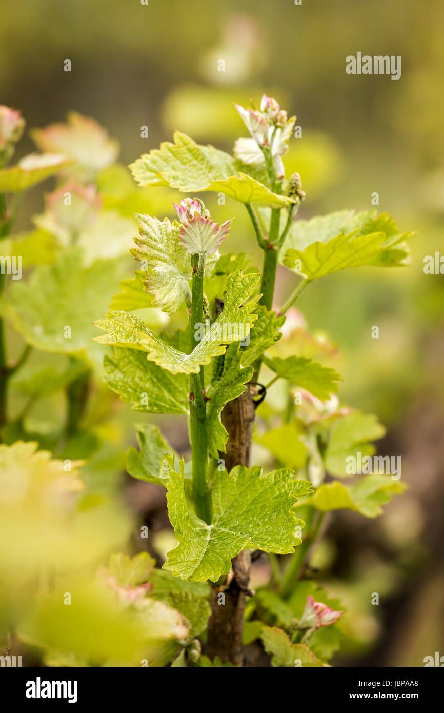 Beautiful detail of grapes in spring at the sunset light Stock Photo ...