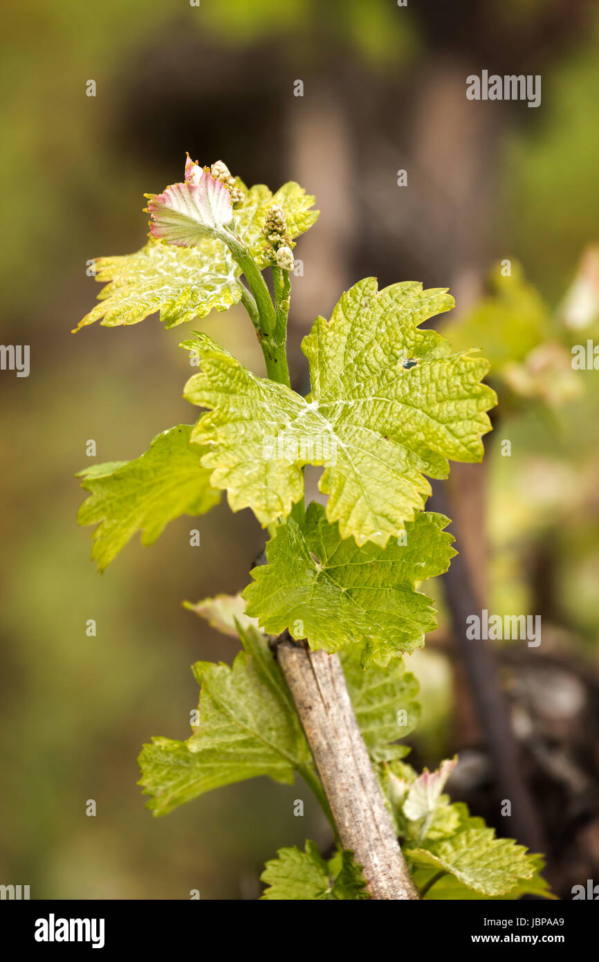 Beautiful detail of grapes in spring at the sunset light Stock Photo ...