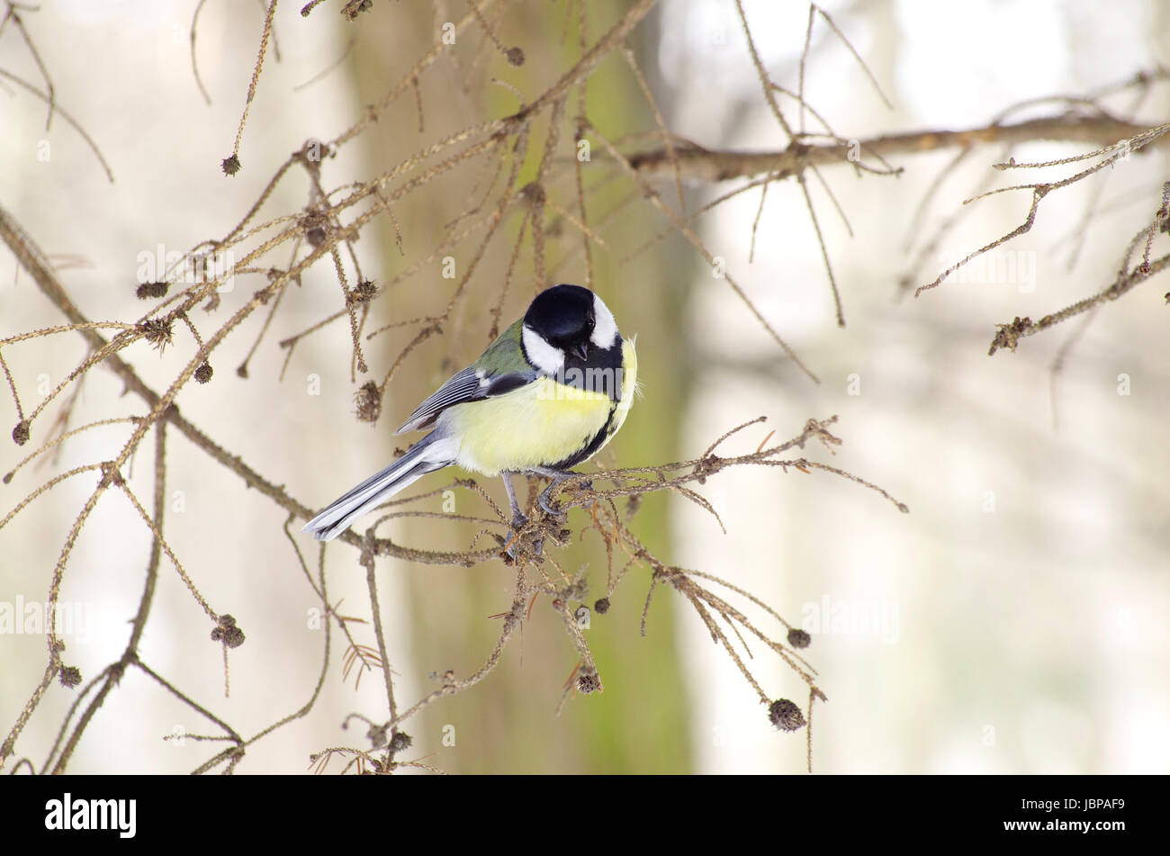 tit on branch front the beautiful background Stock Photo - Alamy